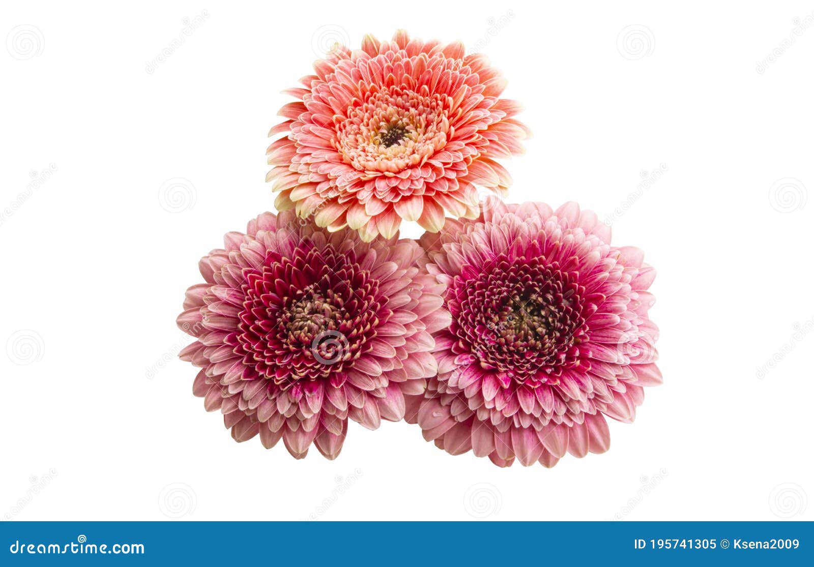 Gerbera pomponi isolated stock image. Image of flower - 195741305