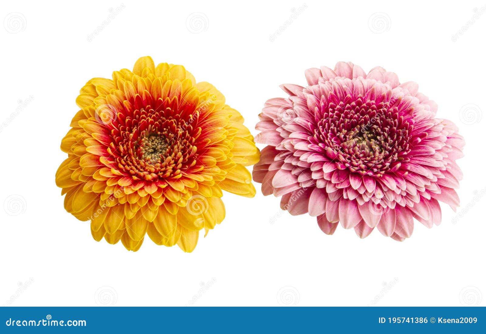 Gerbera pomponi isolated stock photo. Image of yellow - 195741386