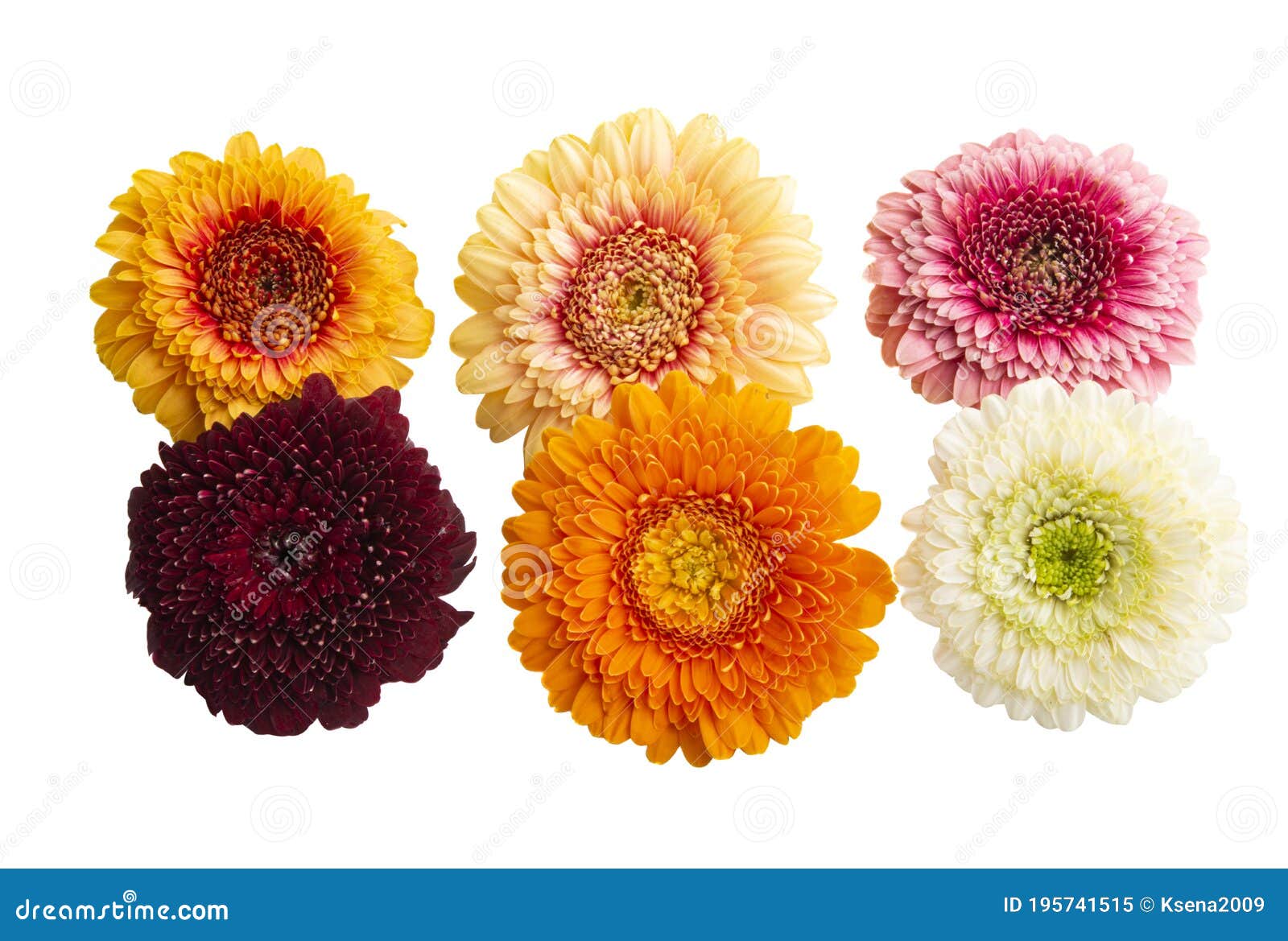 Gerbera pomponi isolated stock image. Image of flower - 195741515