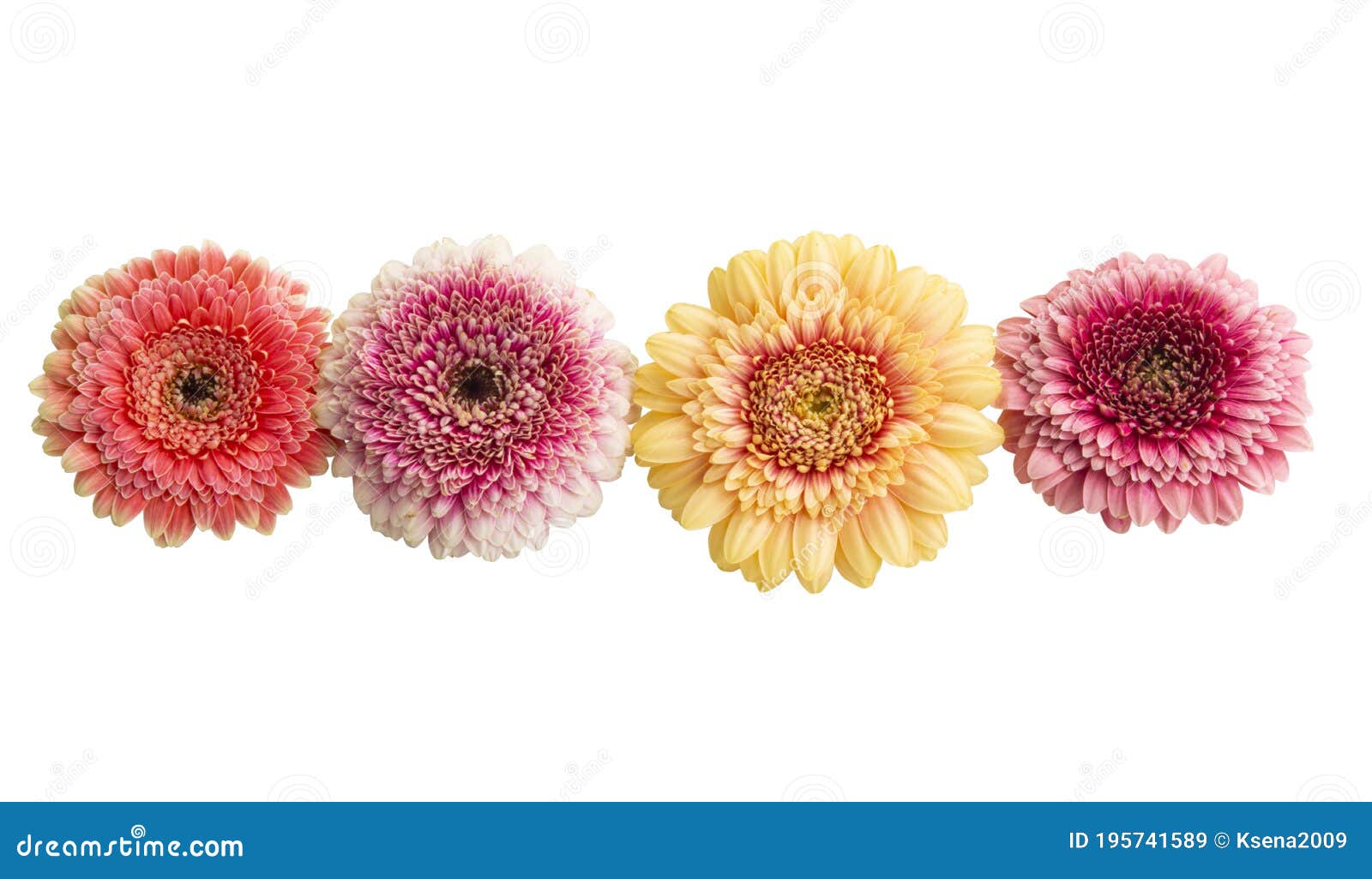 Gerbera pomponi isolated stock image. Image of nature - 195741589