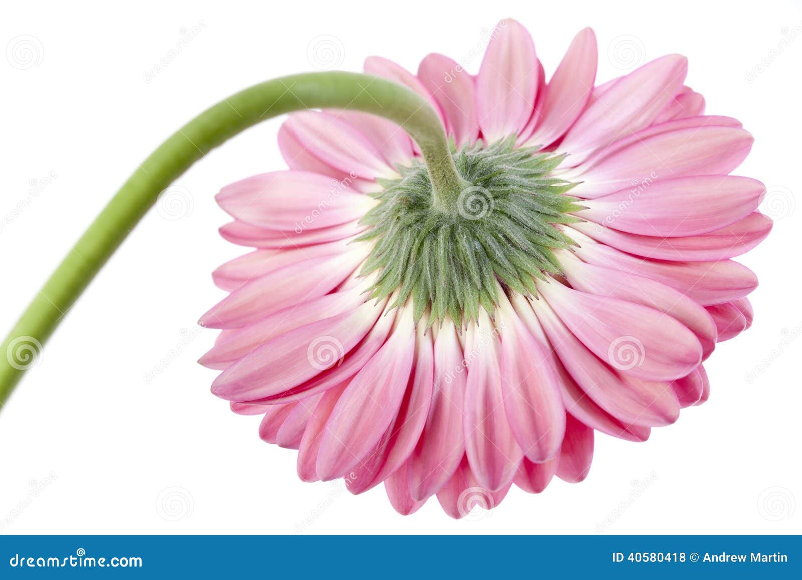 Gerbera stock photo. Image of life, rear, beautiful, sepal - 40580418