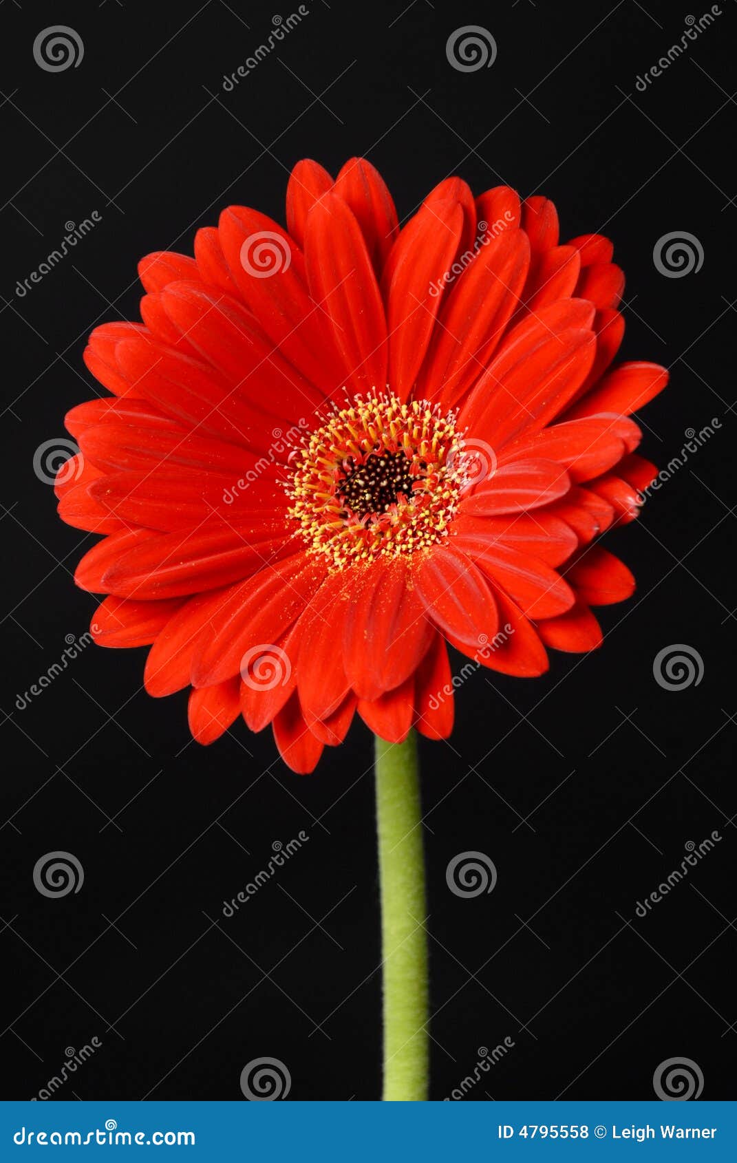 Gerbera Red stock photo. Image of color, petal, love, stem - 4795558