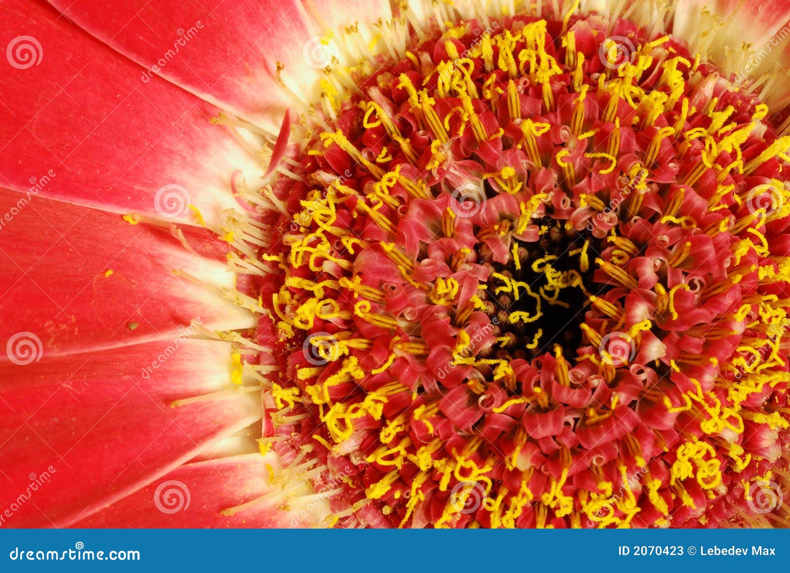 Gerbera red, macro stock image. Image of color, backgrounds - 2070423