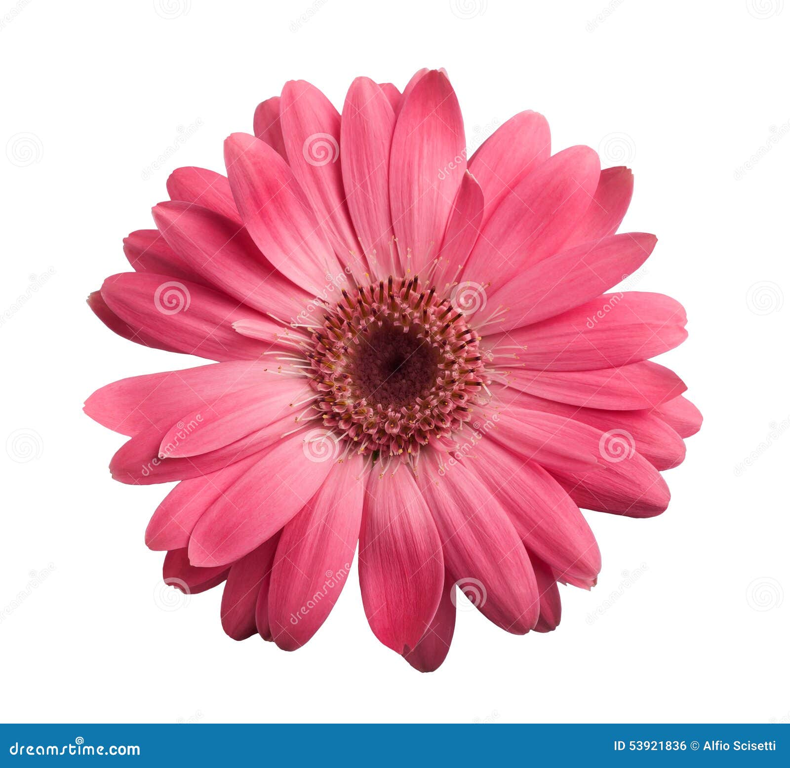Gerbera rosa fotografia stock. Immagine di flora, petalo - 53921836