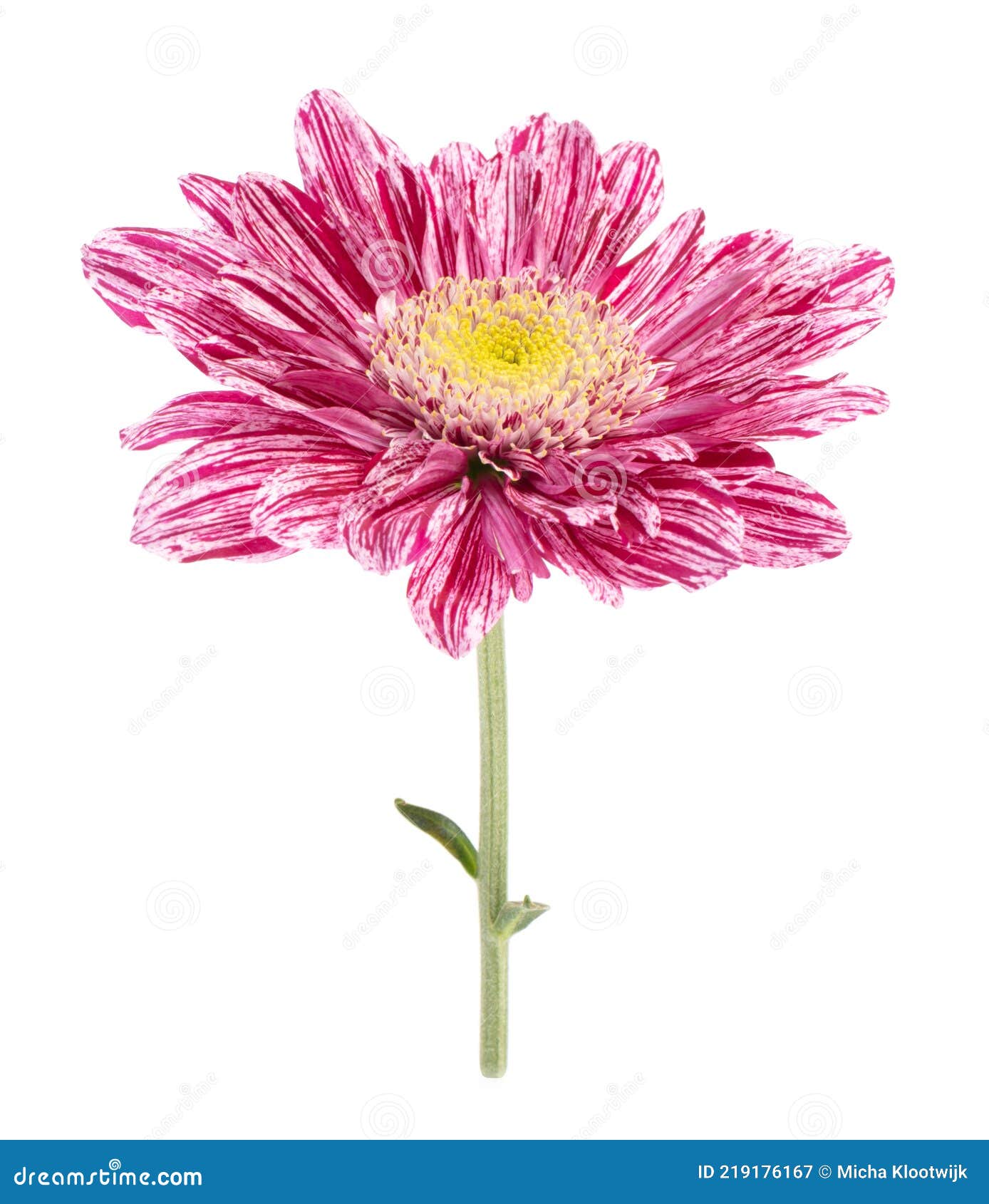 Gerbera rosa moderna imagen de archivo. Imagen de flor - 219176167