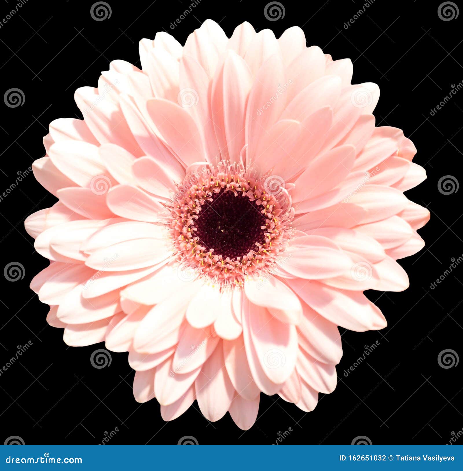 Gerbera Rosa Simple Aislada Foto de archivo - Imagen de macro, fondo ...