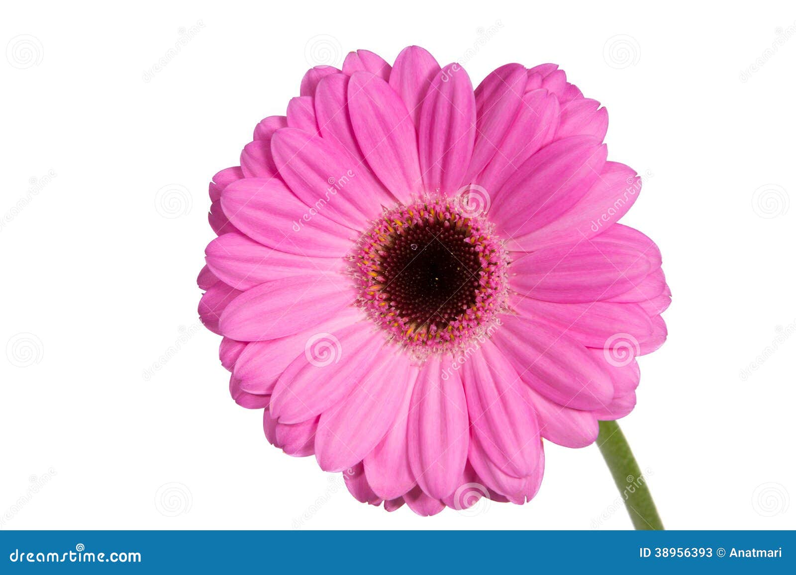 Gerbera Rosado Brillante Y Grande. Imagen de archivo - Imagen de flor ...