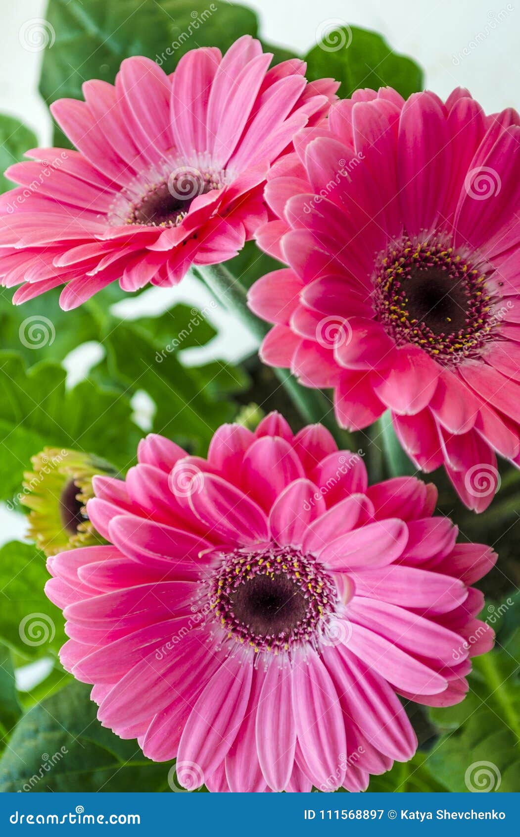 Gerbera rosado de la flor imagen de archivo. Imagen de fondo - 111568897