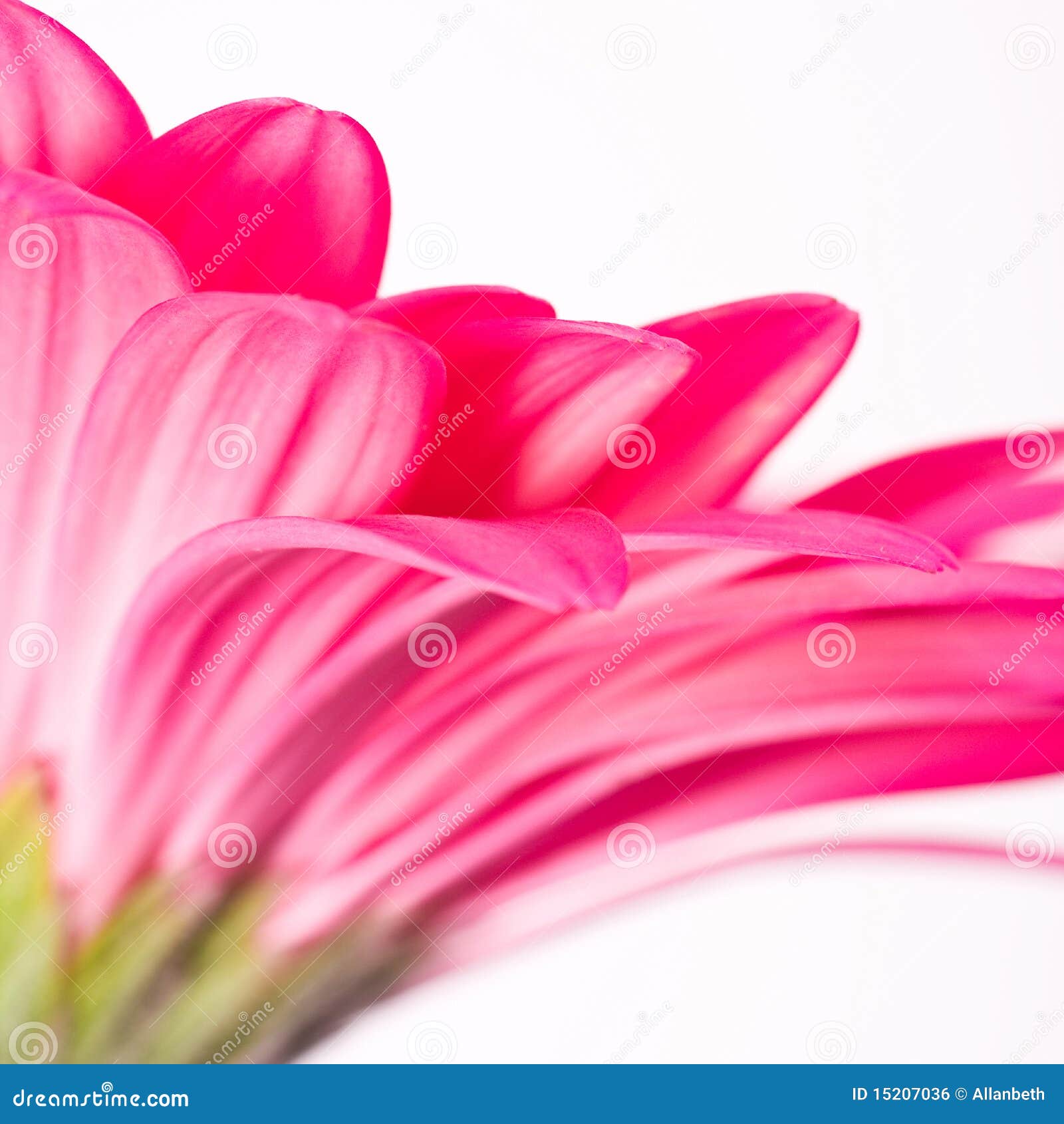 Gerbera rose photo stock. Image du fleur, pétales, fond - 15207036