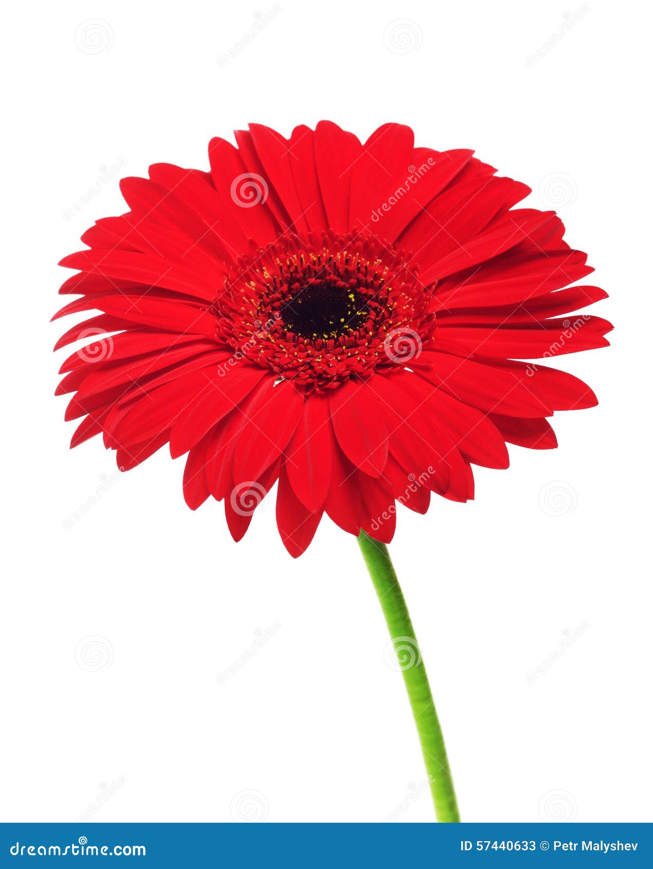 Gerbera rossa immagine stock. Immagine di nero, floreale - 57440633