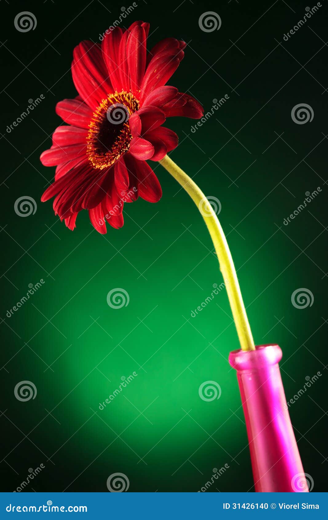 Gerbera rossa in un vaso fotografia stock. Immagine di bello - 31426140