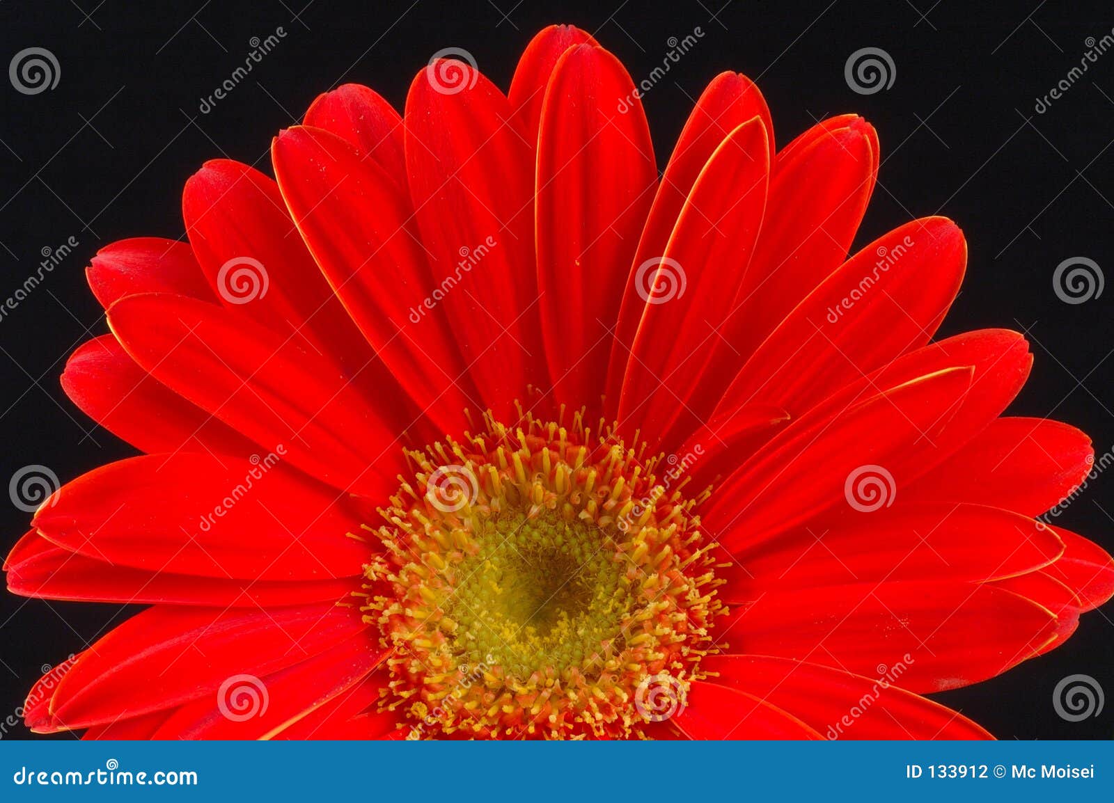 Gerbera rosso fotografia stock. Immagine di piante, fioraio - 133912
