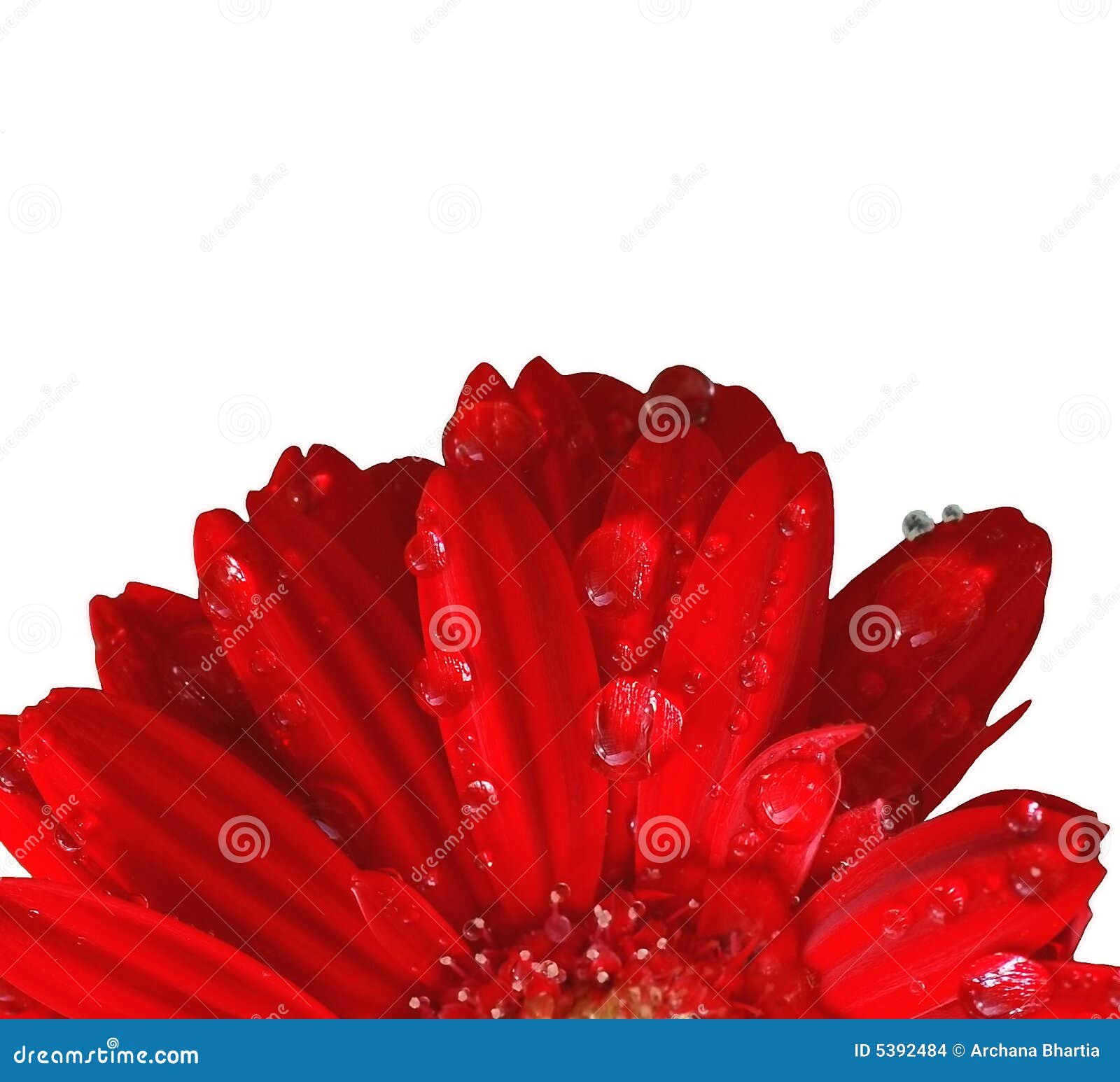 Gerbera rouge photo stock. Image du botanique, assez, nature - 5392484