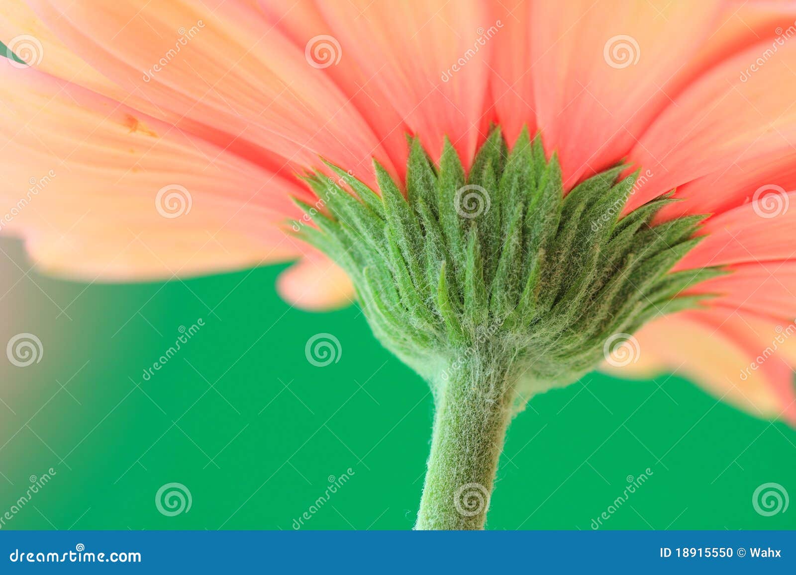 Gerbera stem stock photo. Image of daisy, nature, close - 18915550