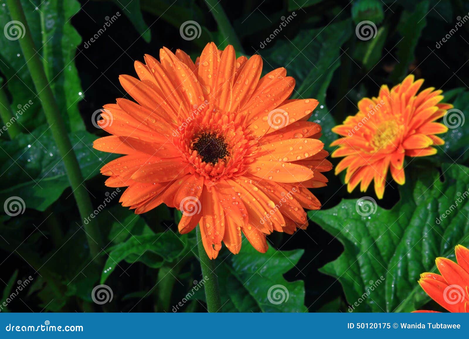 Gerbera, Transvaal Daisy or Barberton Daisy Stock Image - Image of ...