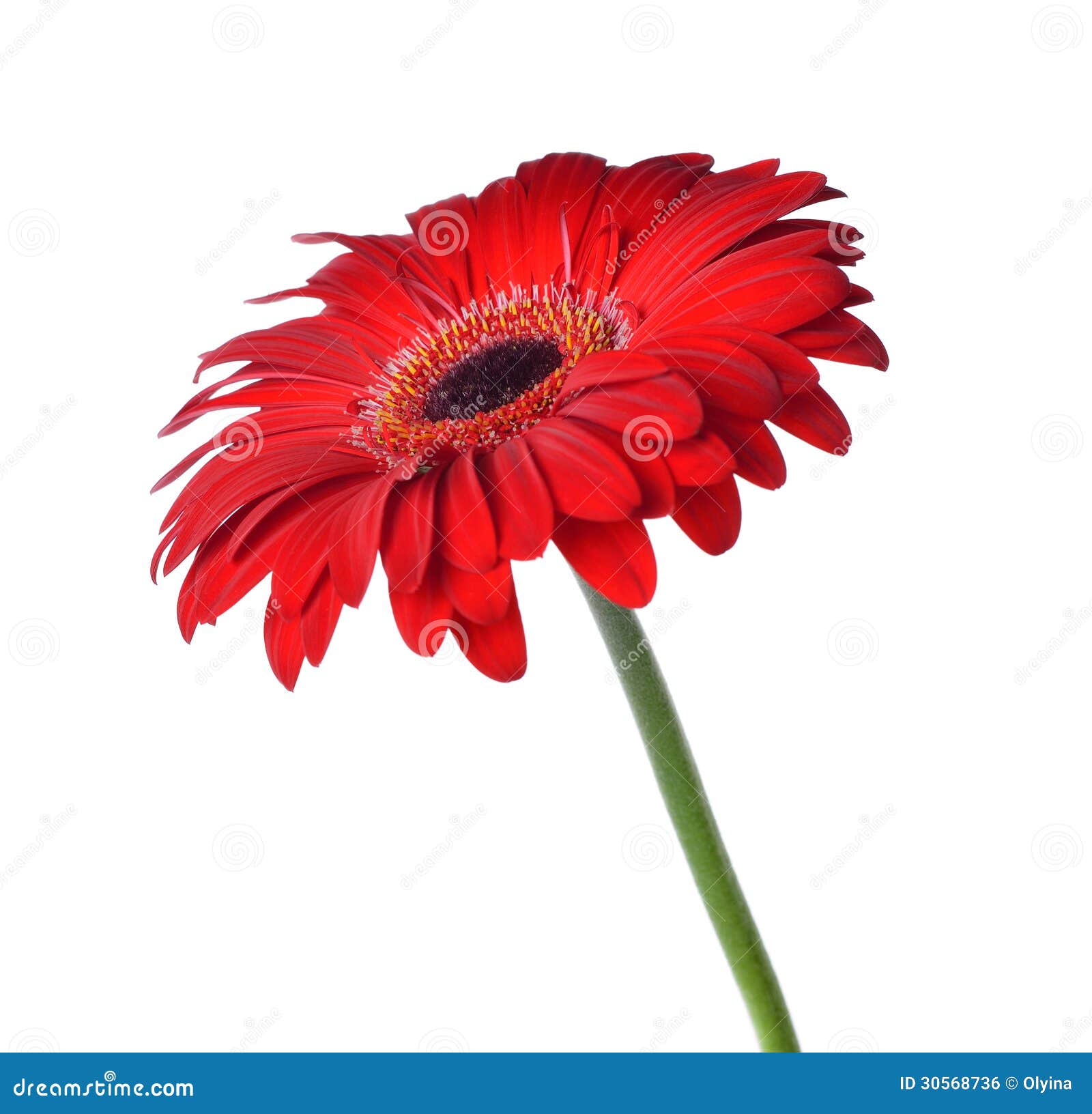 Gerbera Vermelho Fotos De Stock - Baixe 10,789 Fotos Royalty Free