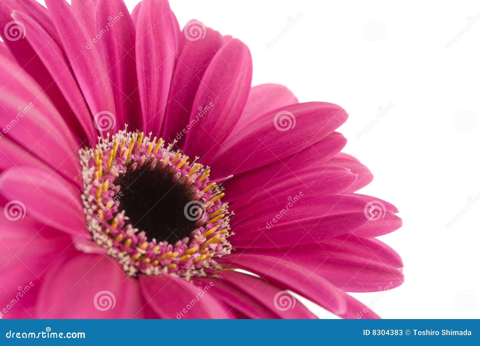 Gerbera viola immagine stock. Immagine di luminoso, viola - 8304383