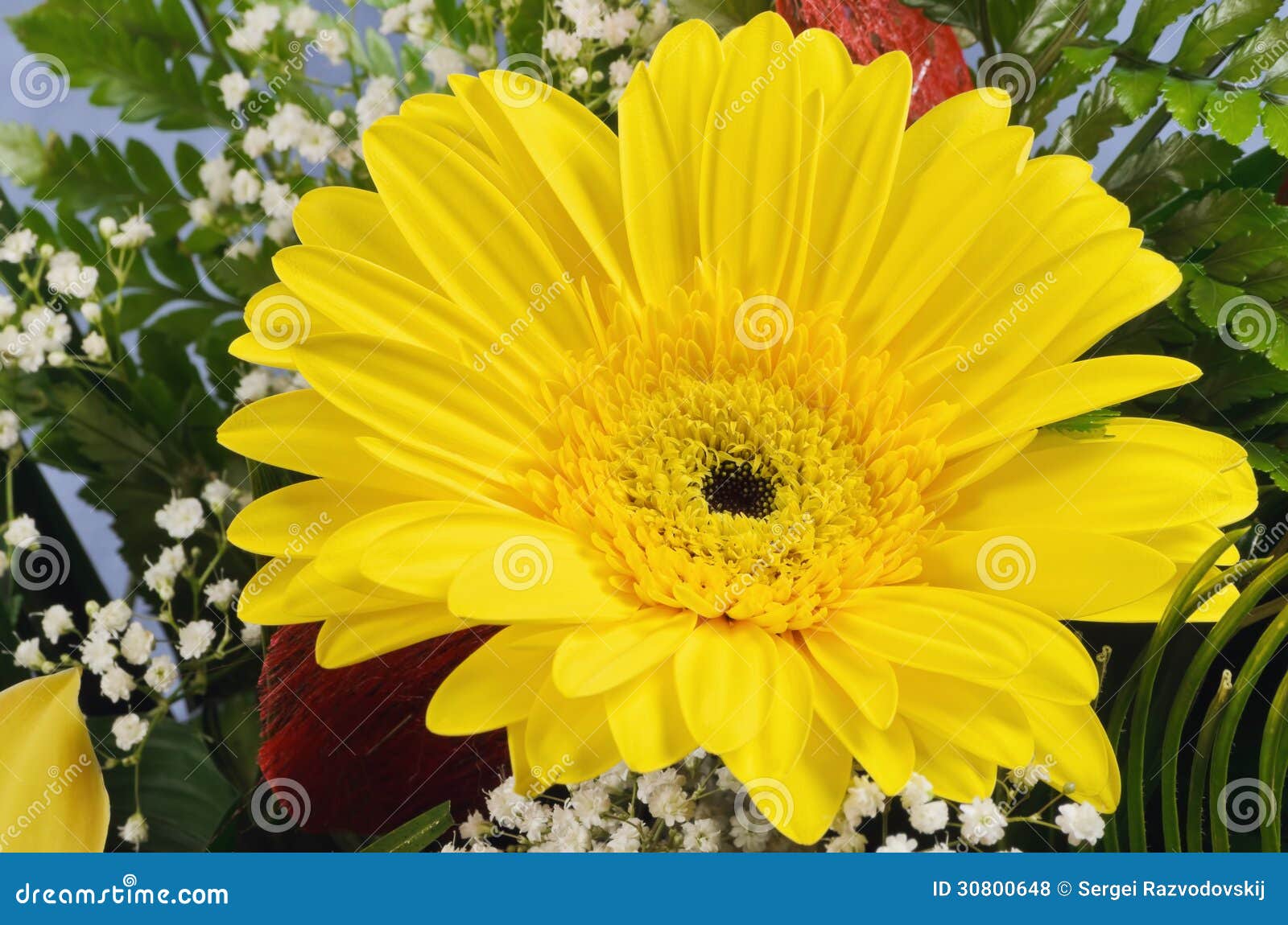 Gerbera stock photo. Image of gerbera, floral, botanical - 30800648