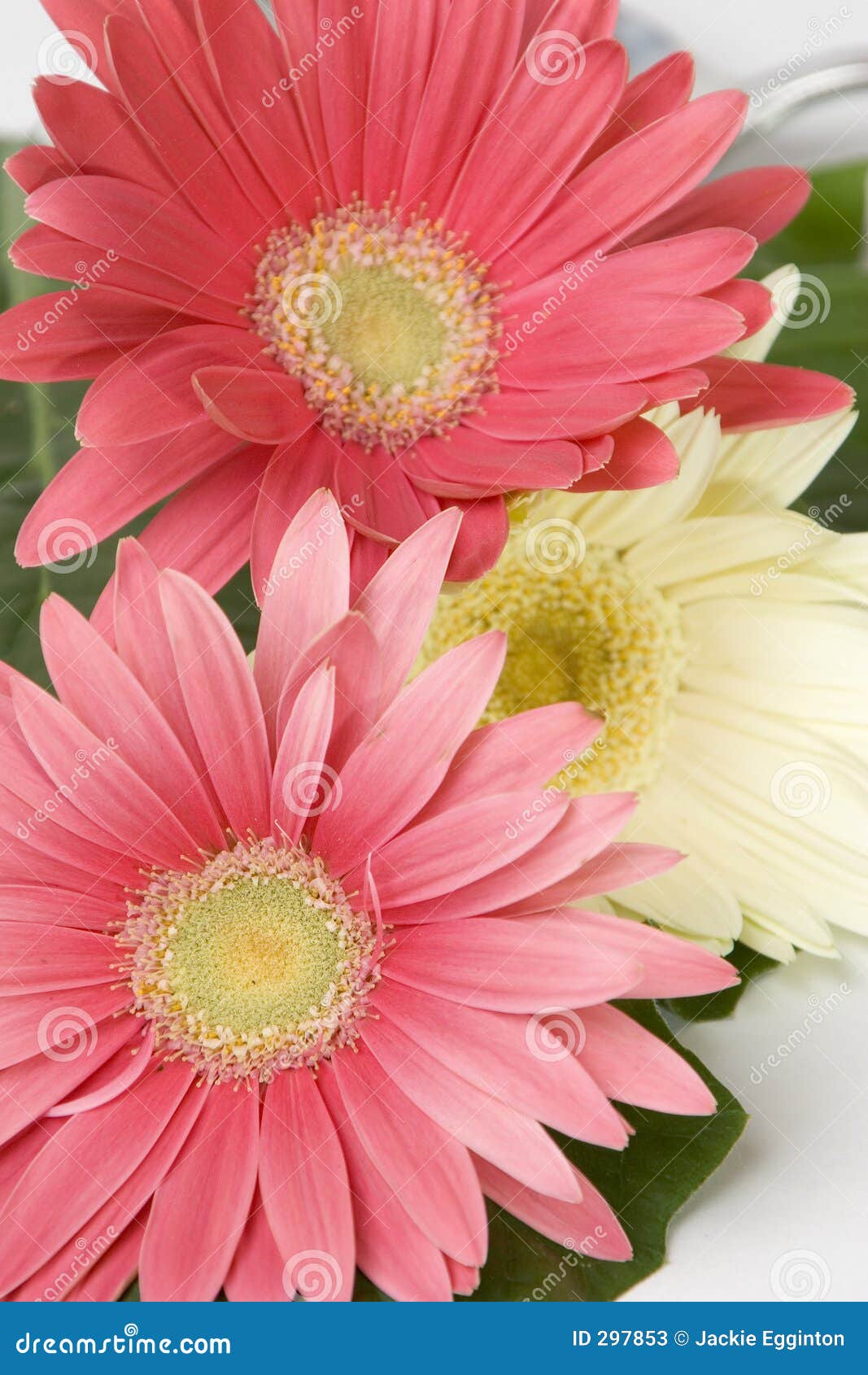 Gerberas image stock. Image du pollen, floral, groupe, crème - 297853