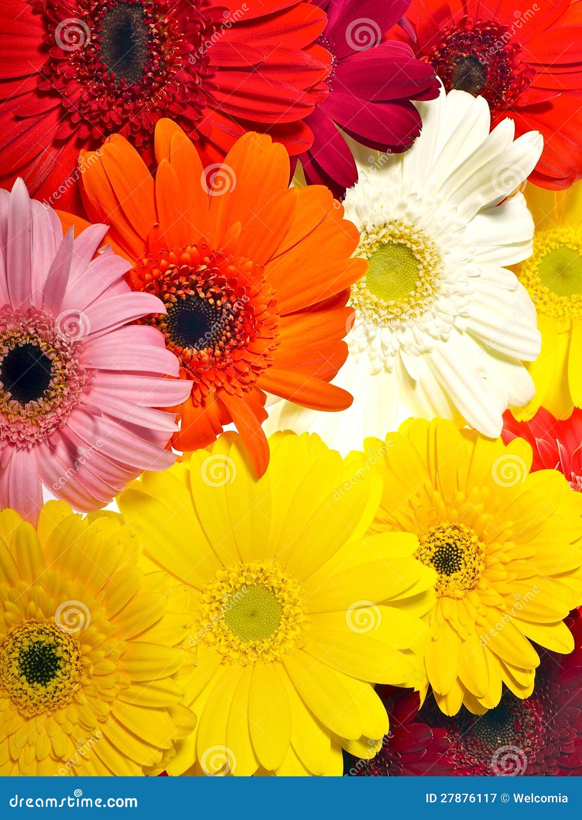Gerberas Background stock image. Image of plants, background - 27876117
