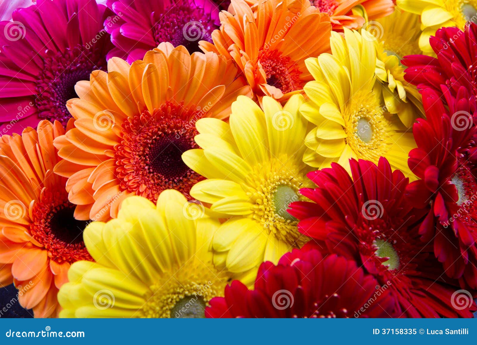 Gerberas stock image. Image of objects, floral, freshness - 37158335