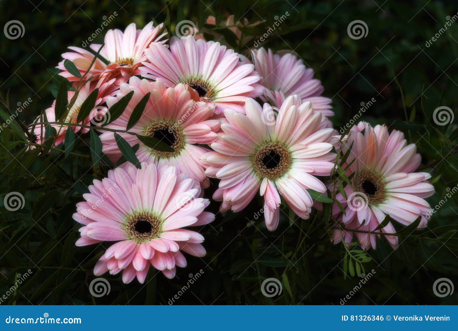 Gerberas en colores pastel foto de archivo. Imagen de rosa - 81326346