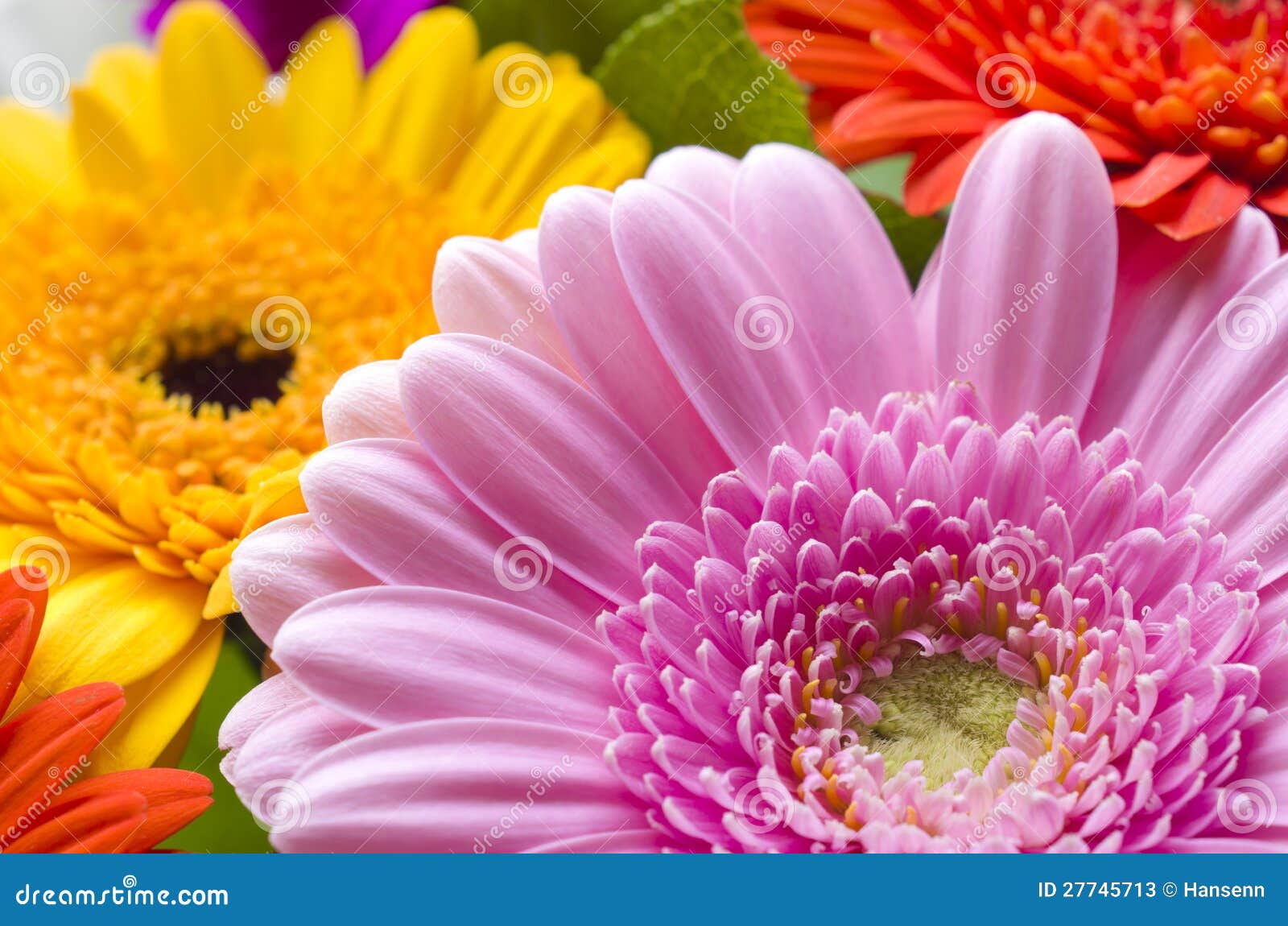 Gerberas flowers stock image. Image of flora, floral - 27745713