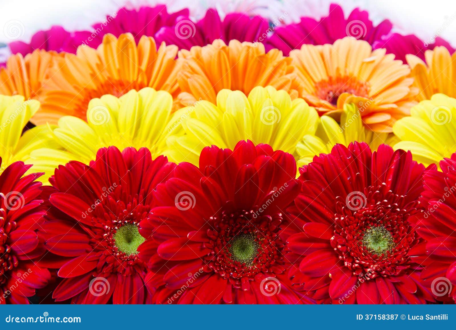 Gerberas flowers stock image. Image of gerbera, colorful - 37158387
