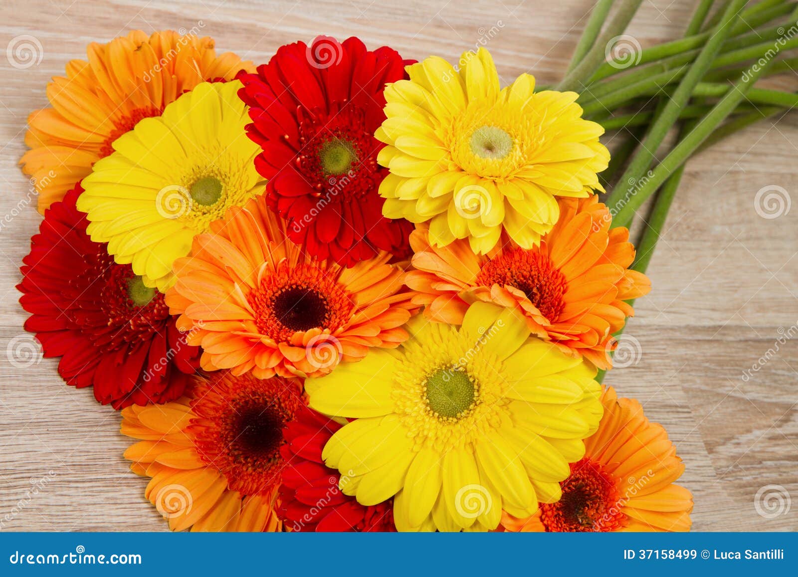 Gerberas flowers stock image. Image of detail, gift, flower - 37158499