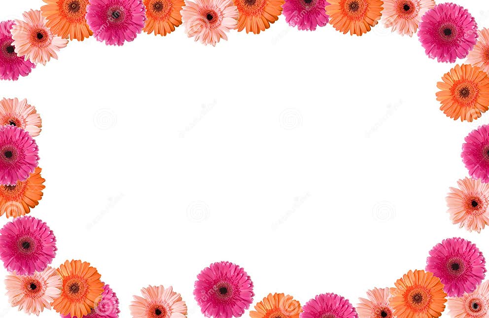 Gerberas frame stock image. Image of design, spring, montage - 9001551