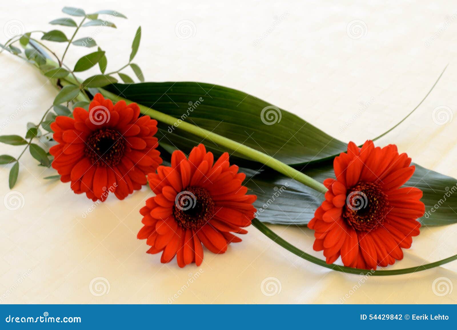 Gerberas stock photo. Image of gerberas, stem, gerbera - 54429842