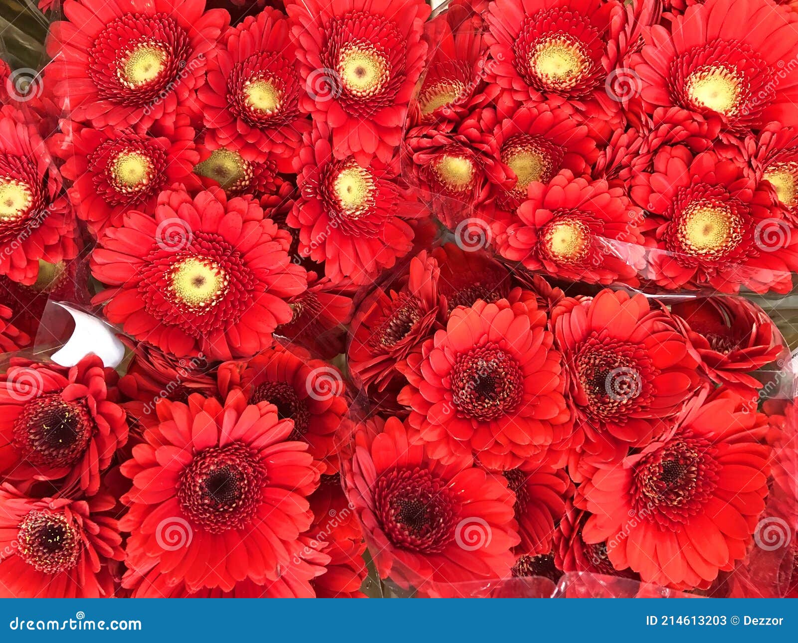 Gerberas of Various Varieties and Colors, Close Up View Stock Image ...