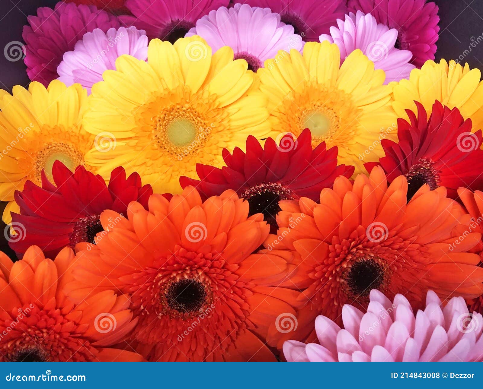 Gerberas of Various Varieties and Colors, Close Up View Stock Photo ...
