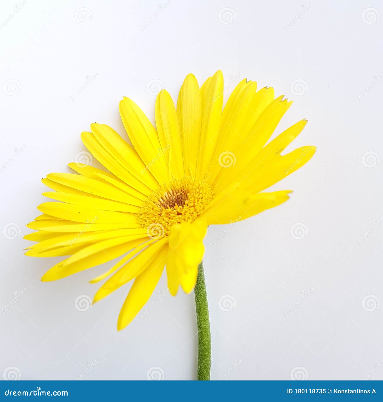 Gerberas Yellow Flower Isoated in White Background Stock Image - Image ...
