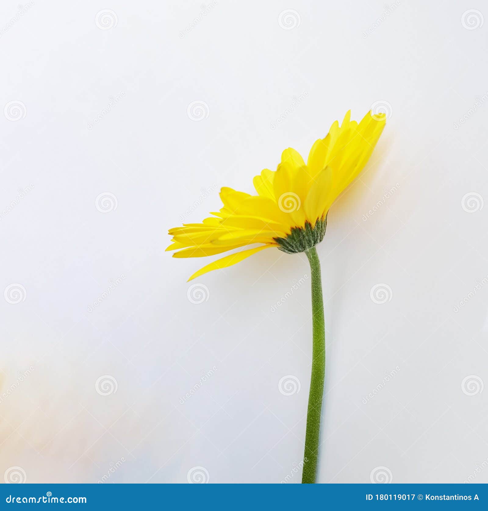 Gerberas Yellow Flower Isoated in White Background Stock Image - Image ...