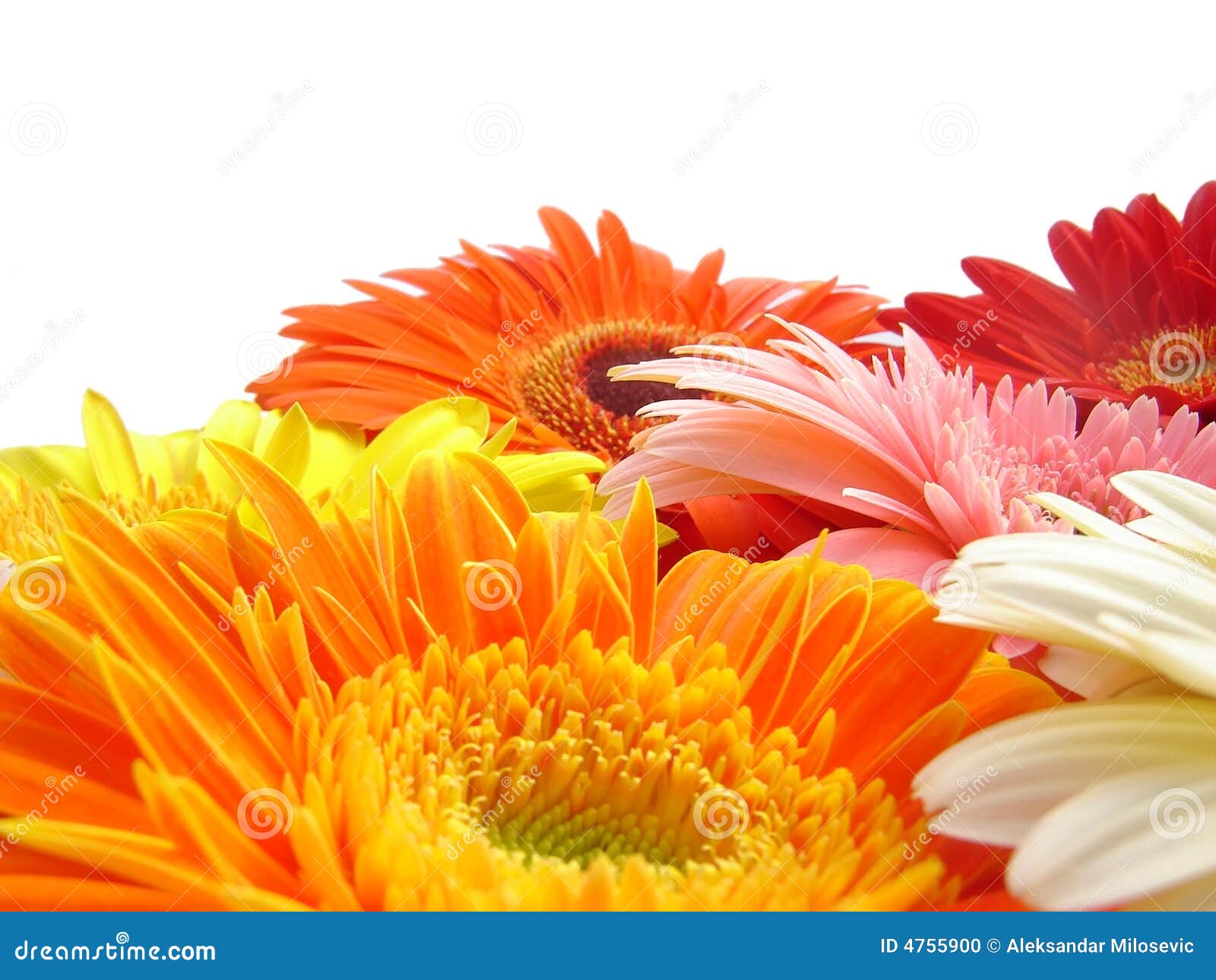 Gerbers stock photo. Image of colourful, blossom, delicate - 4755900