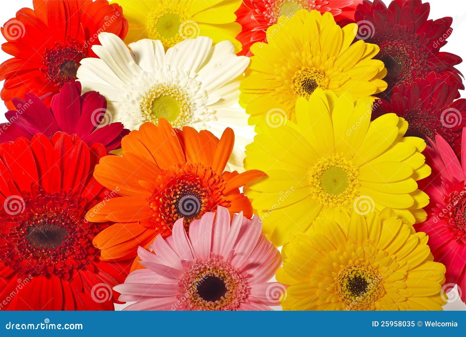 Gerbers Background stock image. Image of nature, garden - 25958035