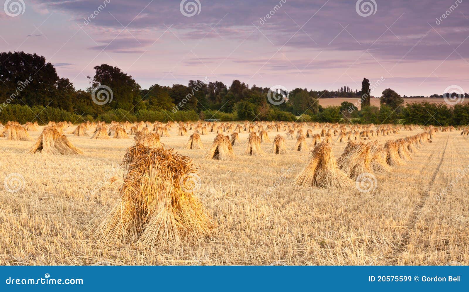 Gerbes de blé image stock. Image du traditionnel, collecte - 20575599