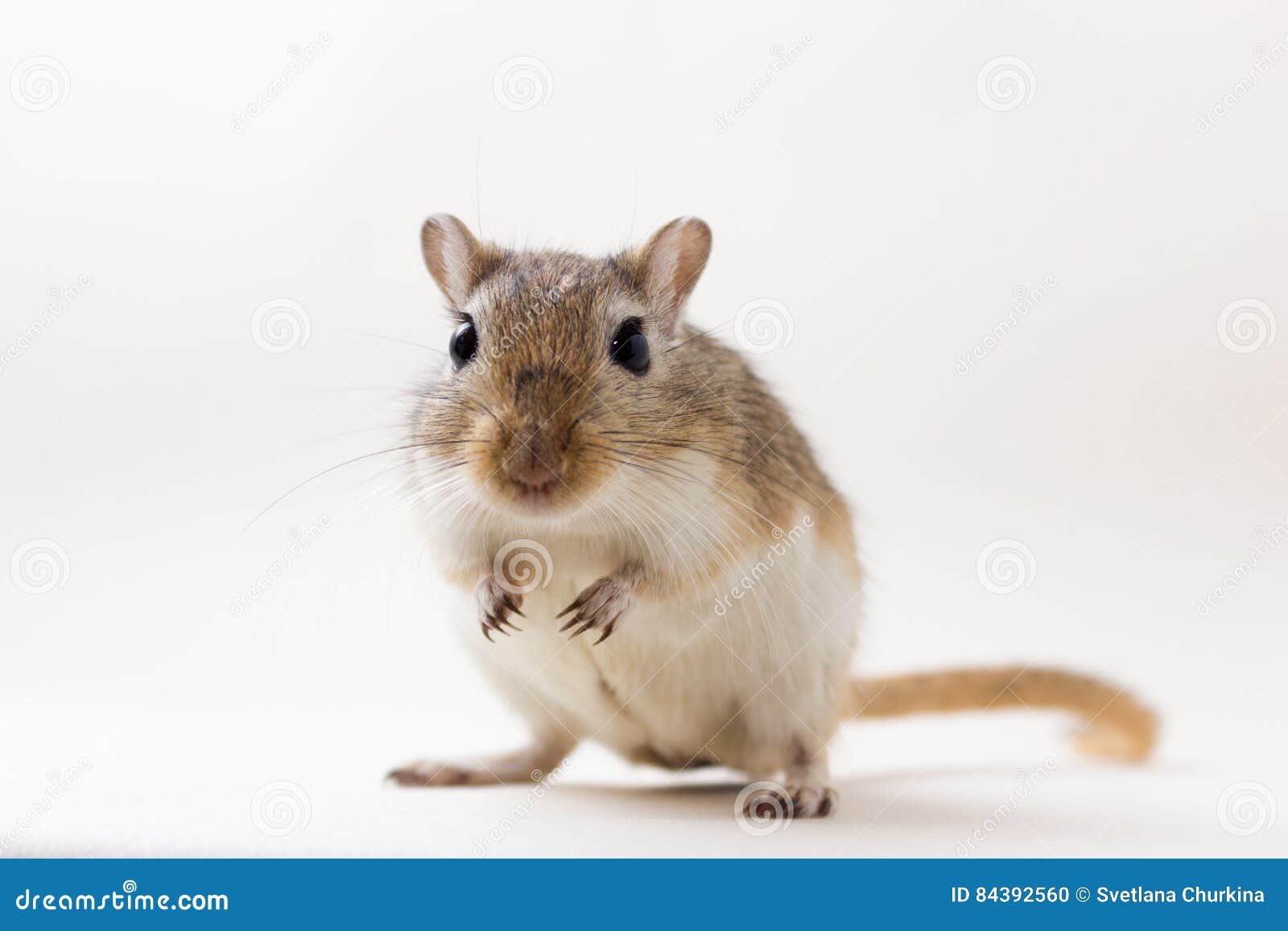 Gerbil - Animal Familier Mignon Photo stock - Image du personne ...