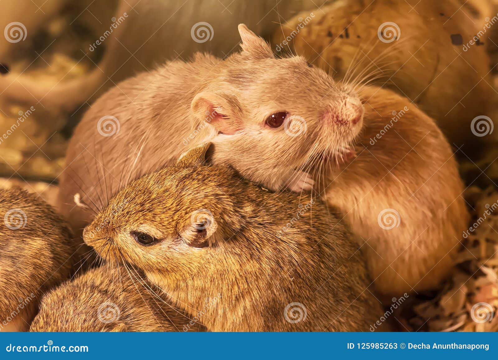 Gerbil or Called Desert Rats Stock Image - Image of desert, color ...