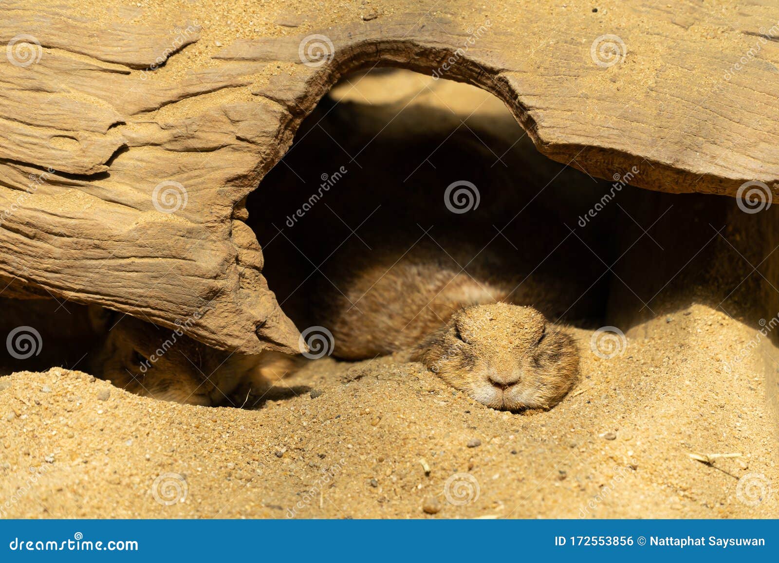 Gerbil or Desert Mice Sleeping Under the Tree Stock Photo - Image of ...