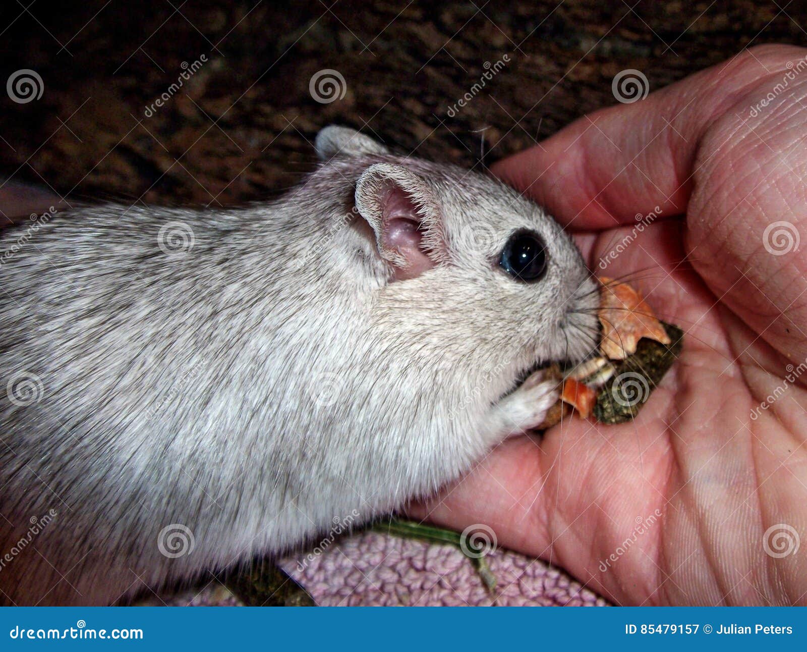 Gerbil Eating Grains from Hand Stock Image - Image of mongolian, food ...