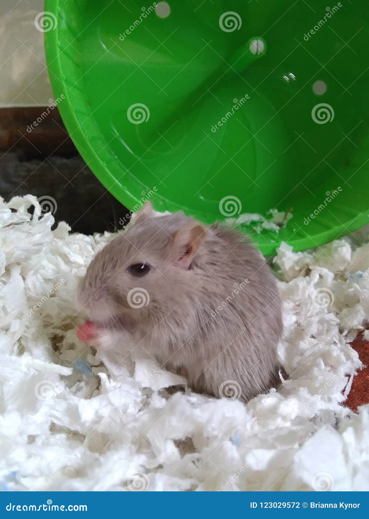 Gerbil eating stock photo. Image of rodent, food, gerbil - 123029572