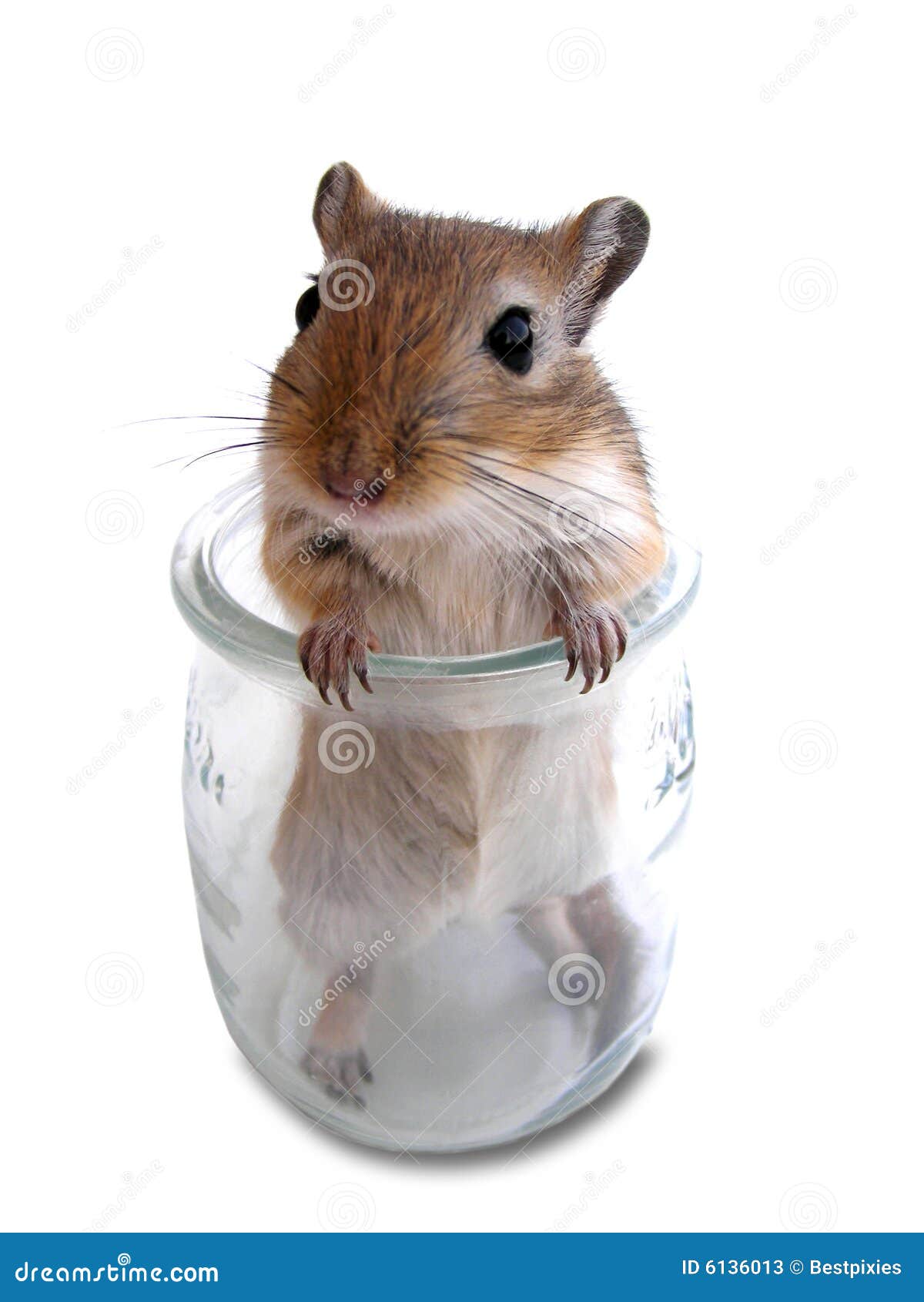 Gerbil mouse 2 stock image. Image of rodent, mice, little - 6136013