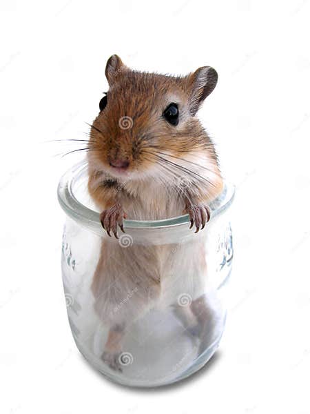 Gerbil mouse 2 stock image. Image of rodent, mice, little - 6136013