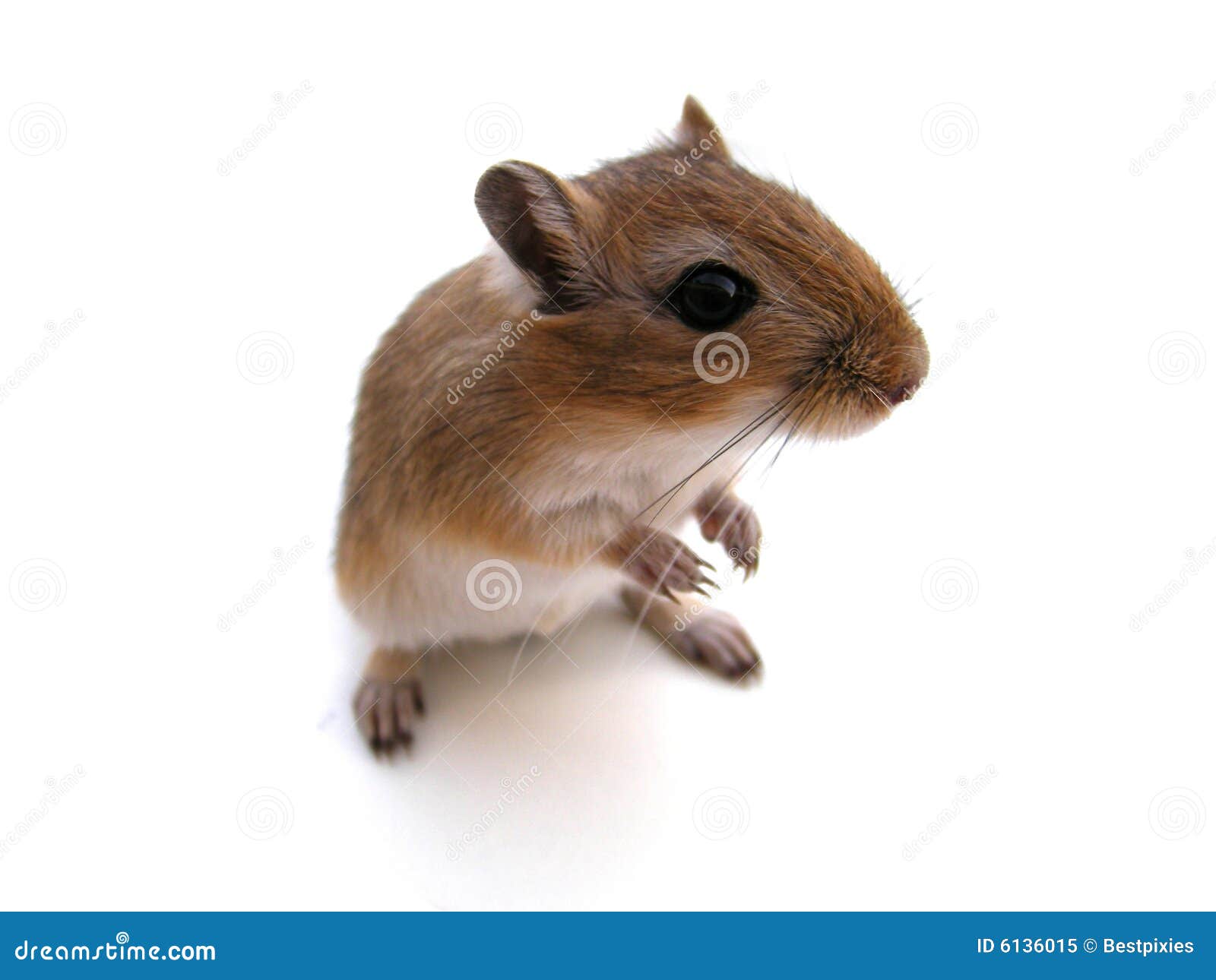 Gerbil mouse stock image. Image of rodent, mouse, little - 6136015