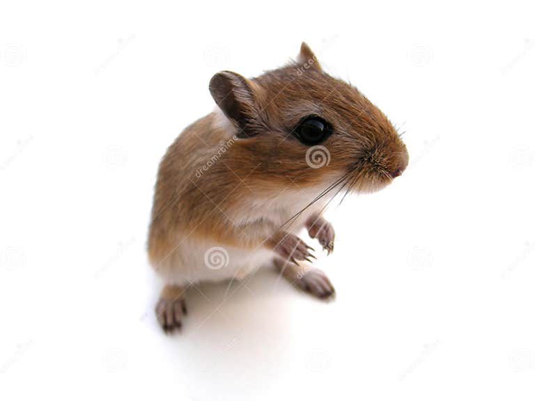 Gerbil mouse stock image. Image of rodent, mouse, little - 6136015