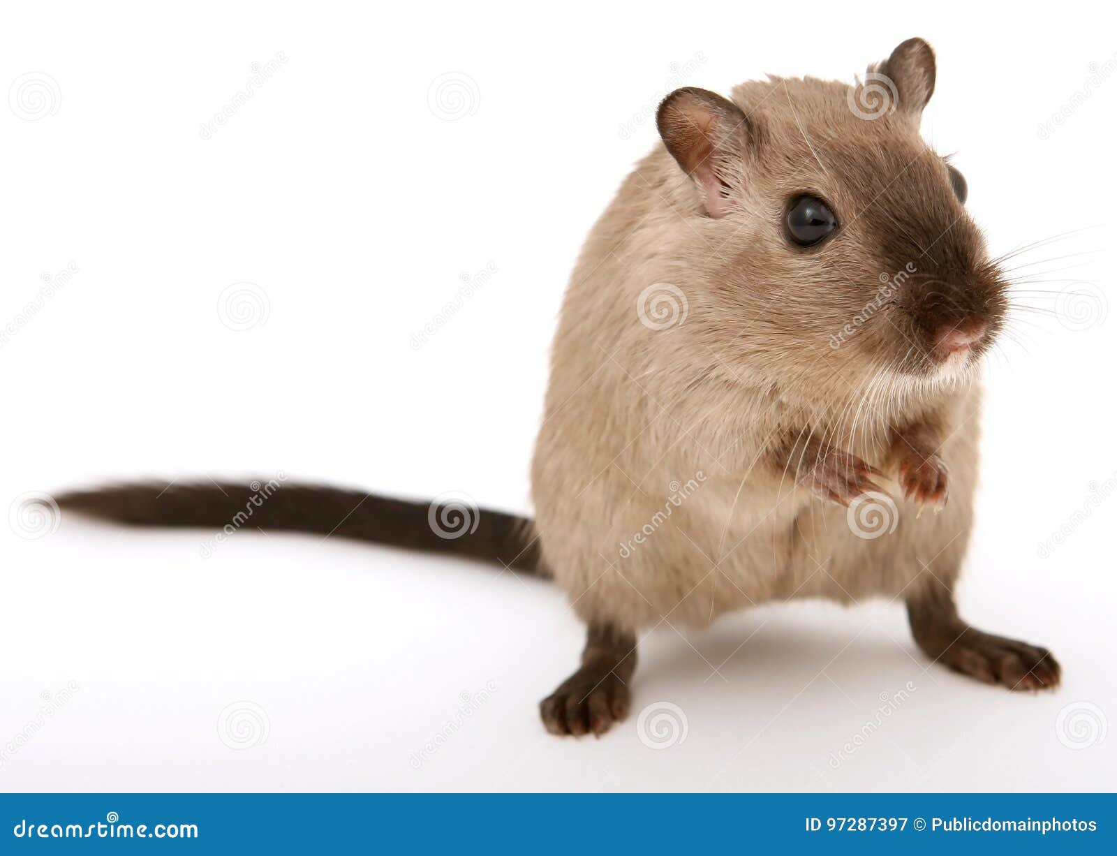Gerbil, Mouse, Muridae, Mammal Picture. Image: 97287397