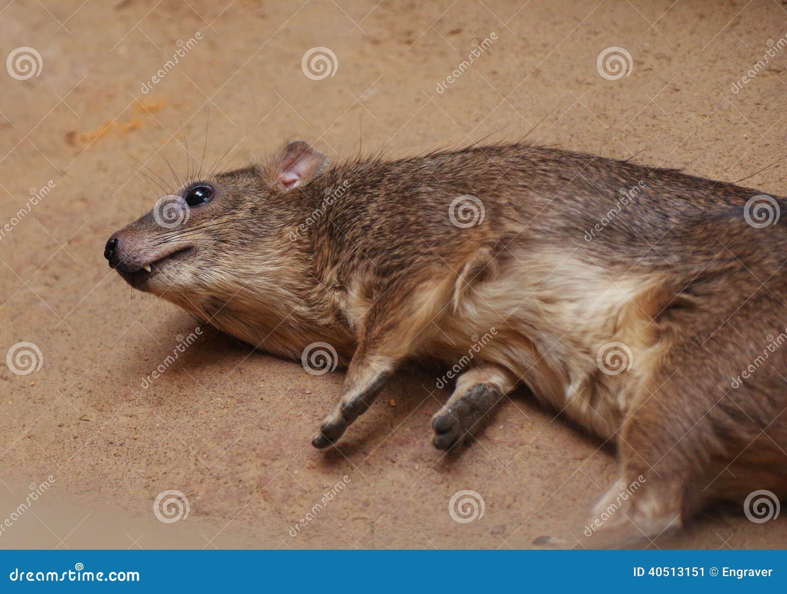 Gerbil stock image. Image of rodent, gerbillinae, mammals - 40513151