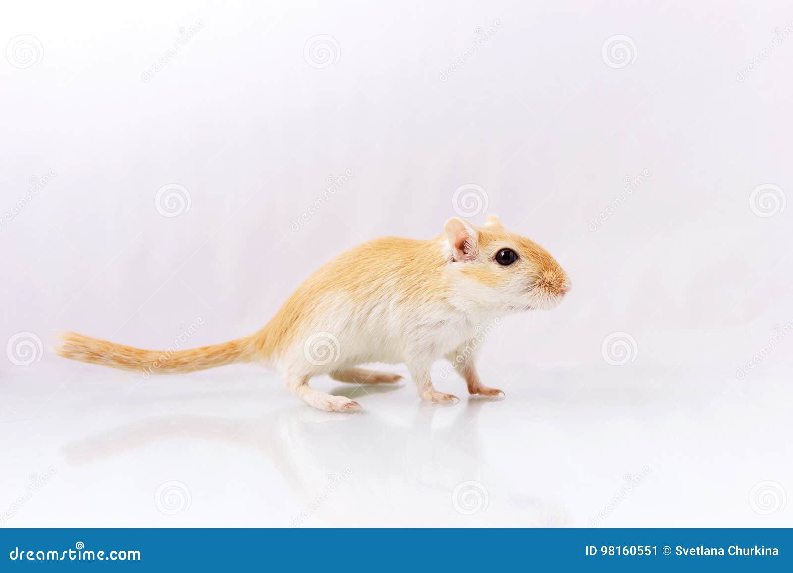 Gerbil on white background stock image. Image of orange - 98160551